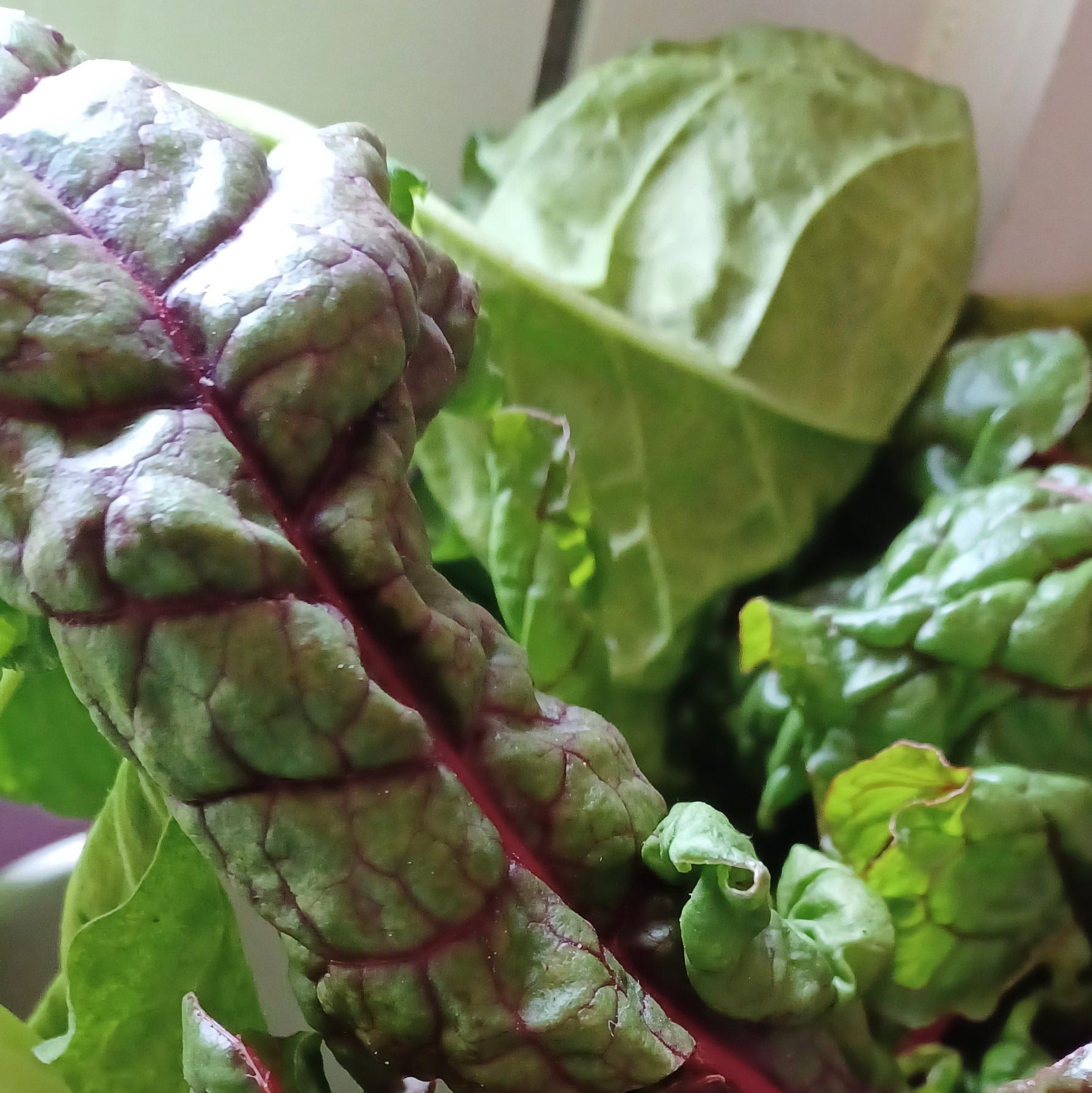 Let's Talk About Chard Baby - May, Eat The Seasons – WastedKitchen