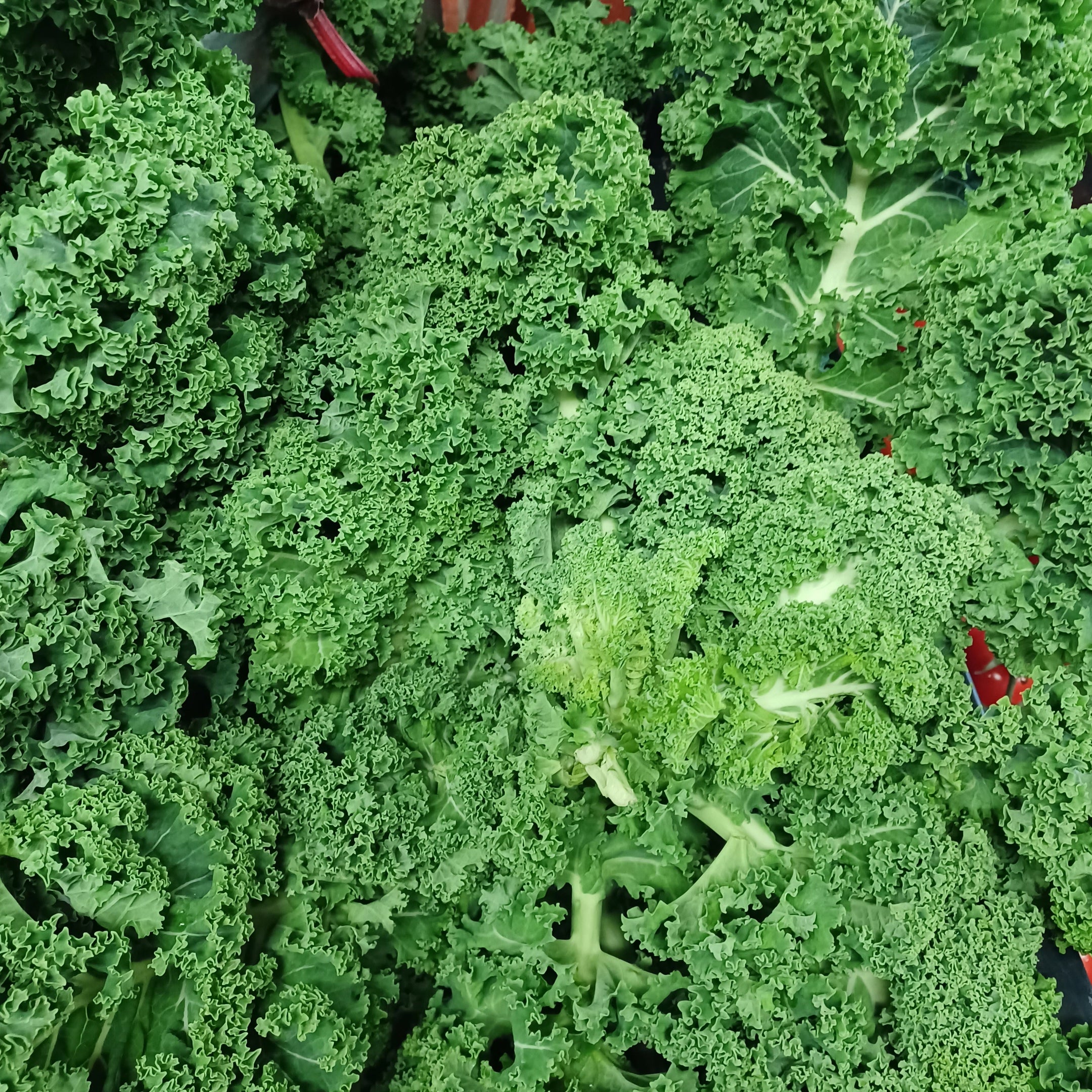 Wasted Kitchen - Food with Provenance and Purpose – WastedKitchen